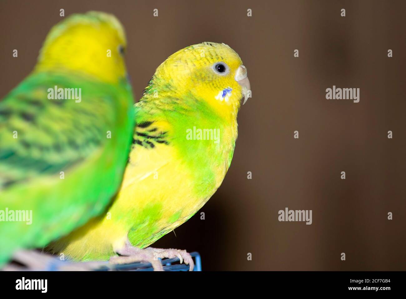 Wavy parrots hi-res stock photography and images - Alamy
