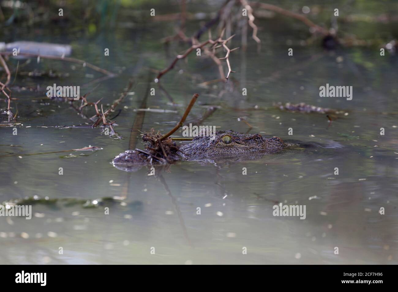 Picture of a crocodile hi-res stock photography and images - Alamy