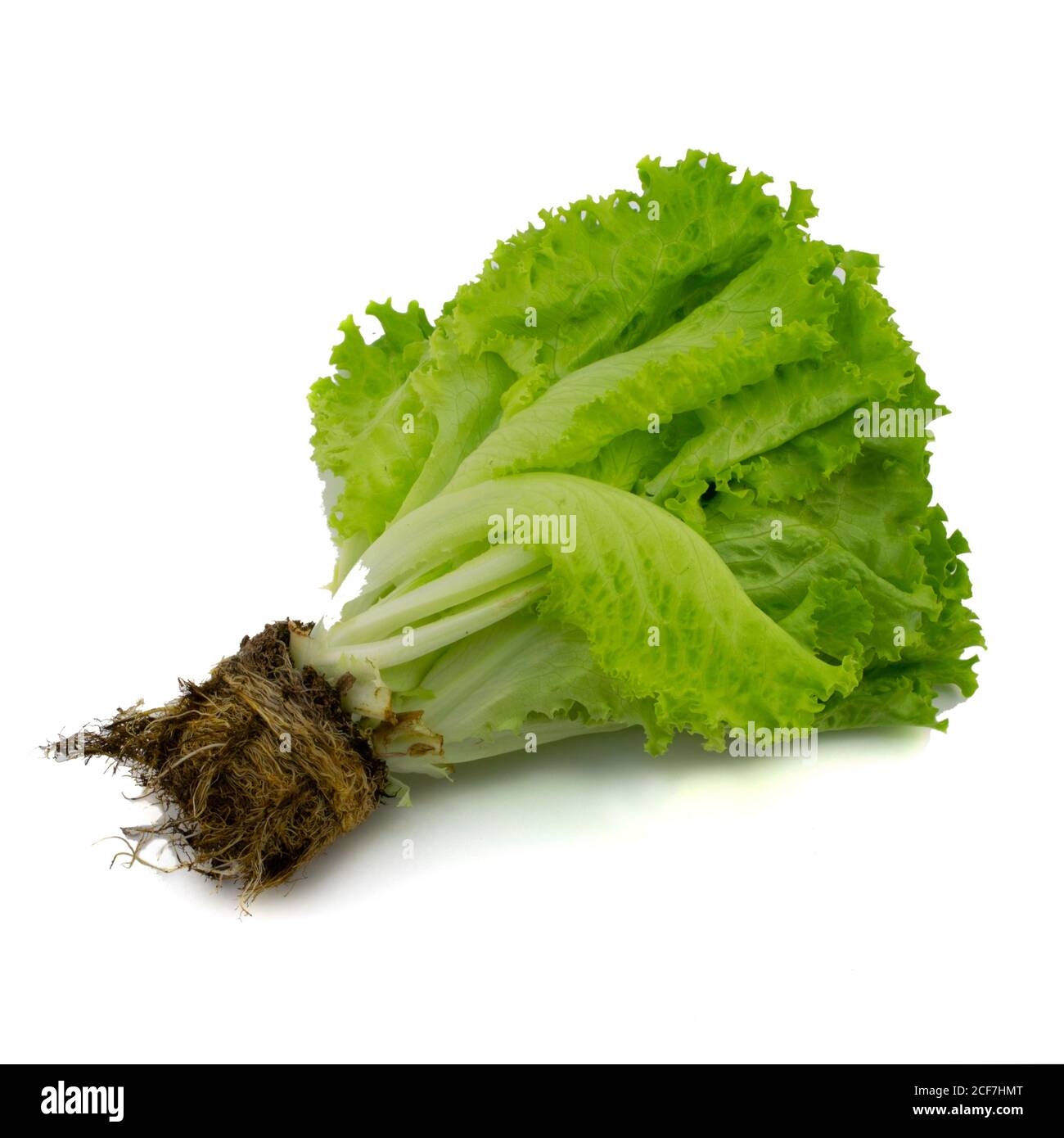 Cabbage with roots hi-res stock photography and images - Alamy