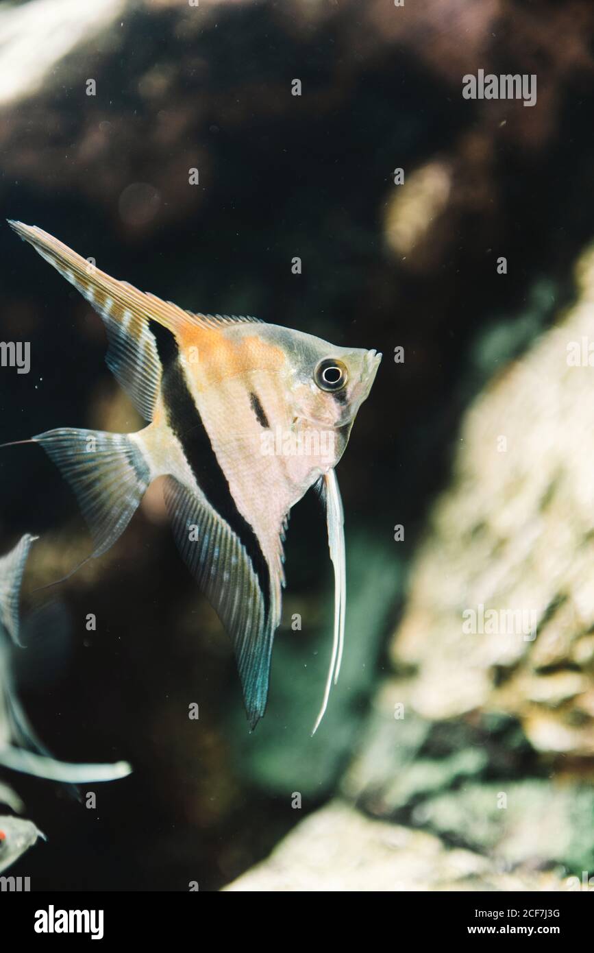 Blue stripe angelfish hi-res stock photography and images - Alamy