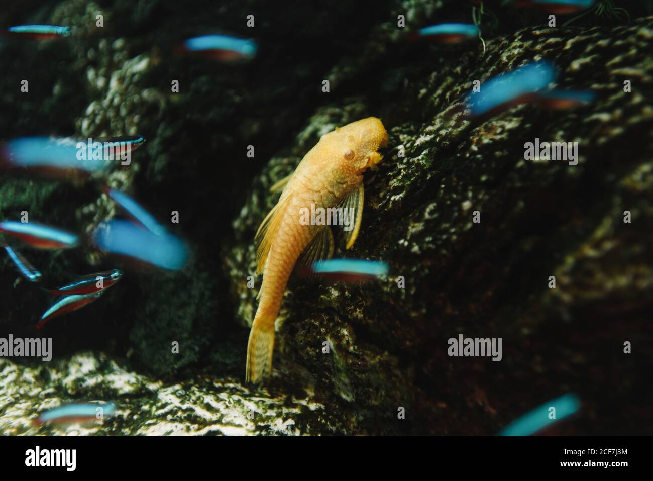Rock on aquarium hi-res stock photography and images - Alamy