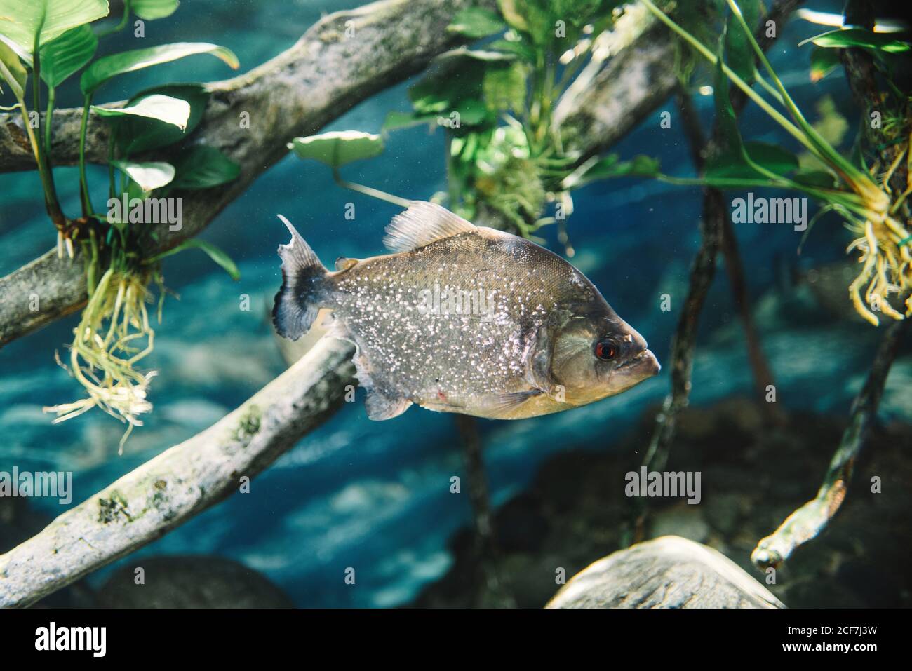 Big fish with grey scale under sea water on blue blurred background in ...