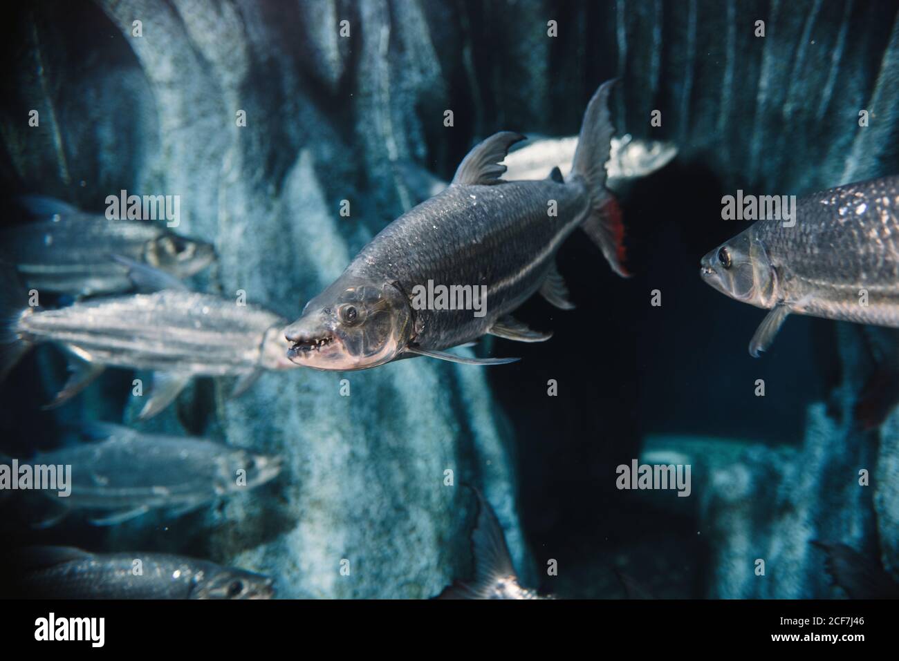 Big fish with grey scale under sea water on blue blurred background in ...