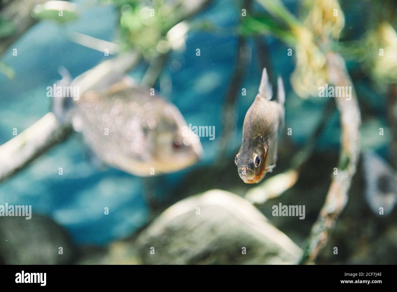 Colorful small archerfish with black stripes underwater in aquarium on ...