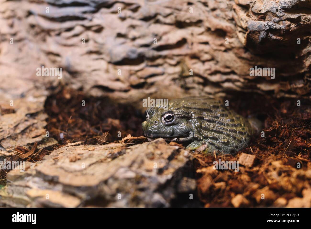 Frog water tank hi-res stock photography and images - Alamy