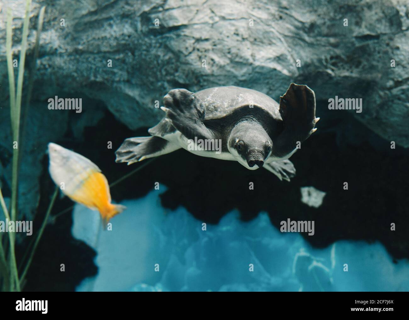 Big nosed turtle hi-res stock photography and images - Alamy