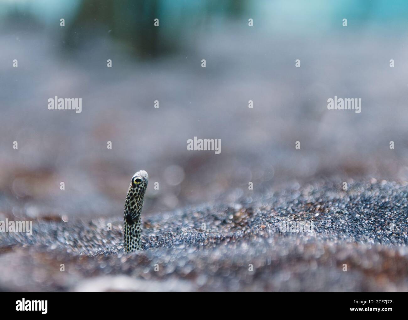 Tiny head of small spotted sand eel among pebble bottom in clear sea on ...