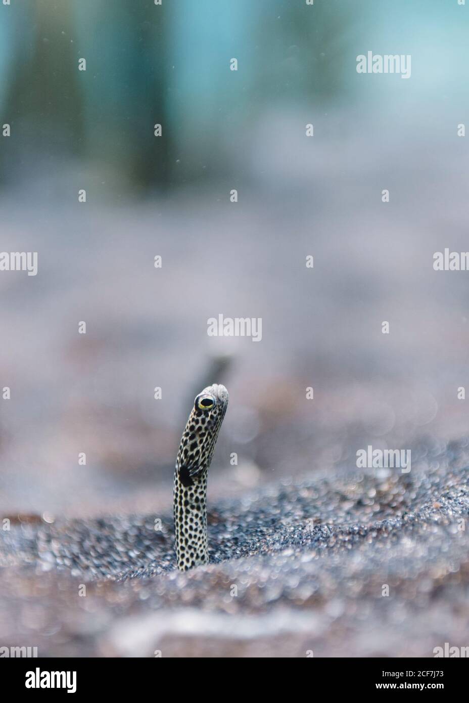 Small sand eel hi-res stock photography and images - Alamy