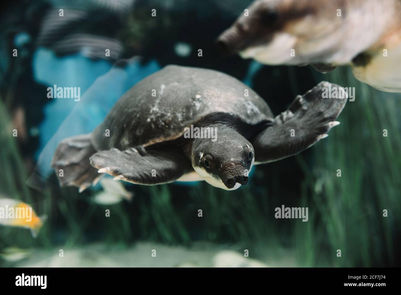 Big nosed turtle hi-res stock photography and images - Alamy