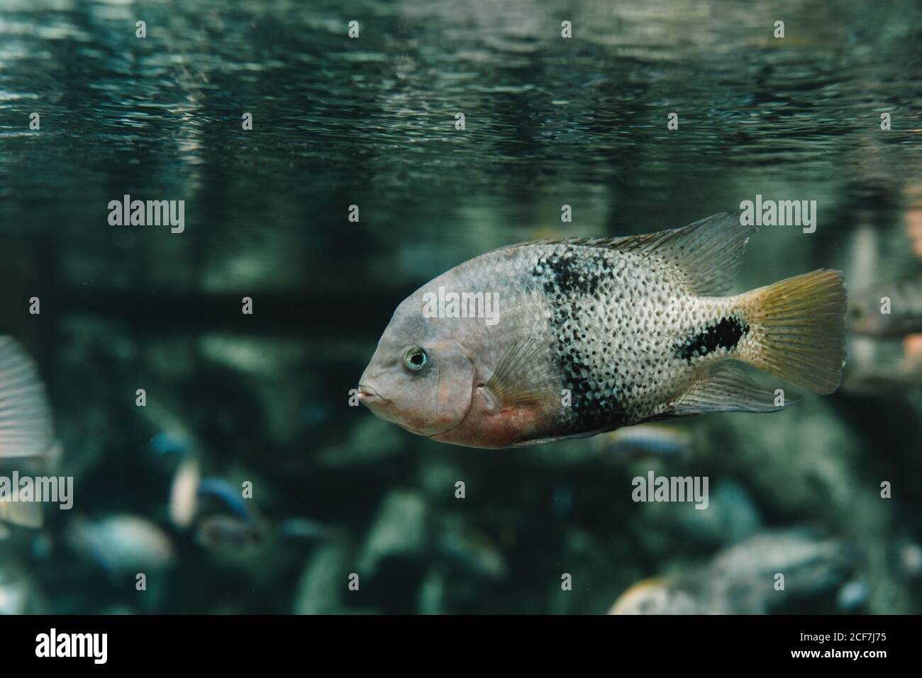 Side view of ocean fish with orange stripes among flock of fishes under ...