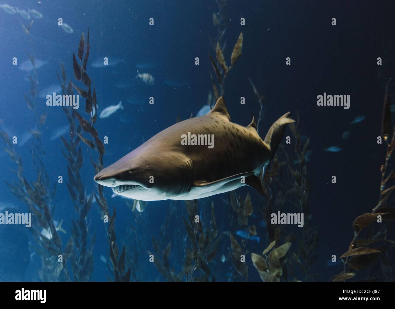 Big black shark among tall green seaweed and flocks of small fishes ...