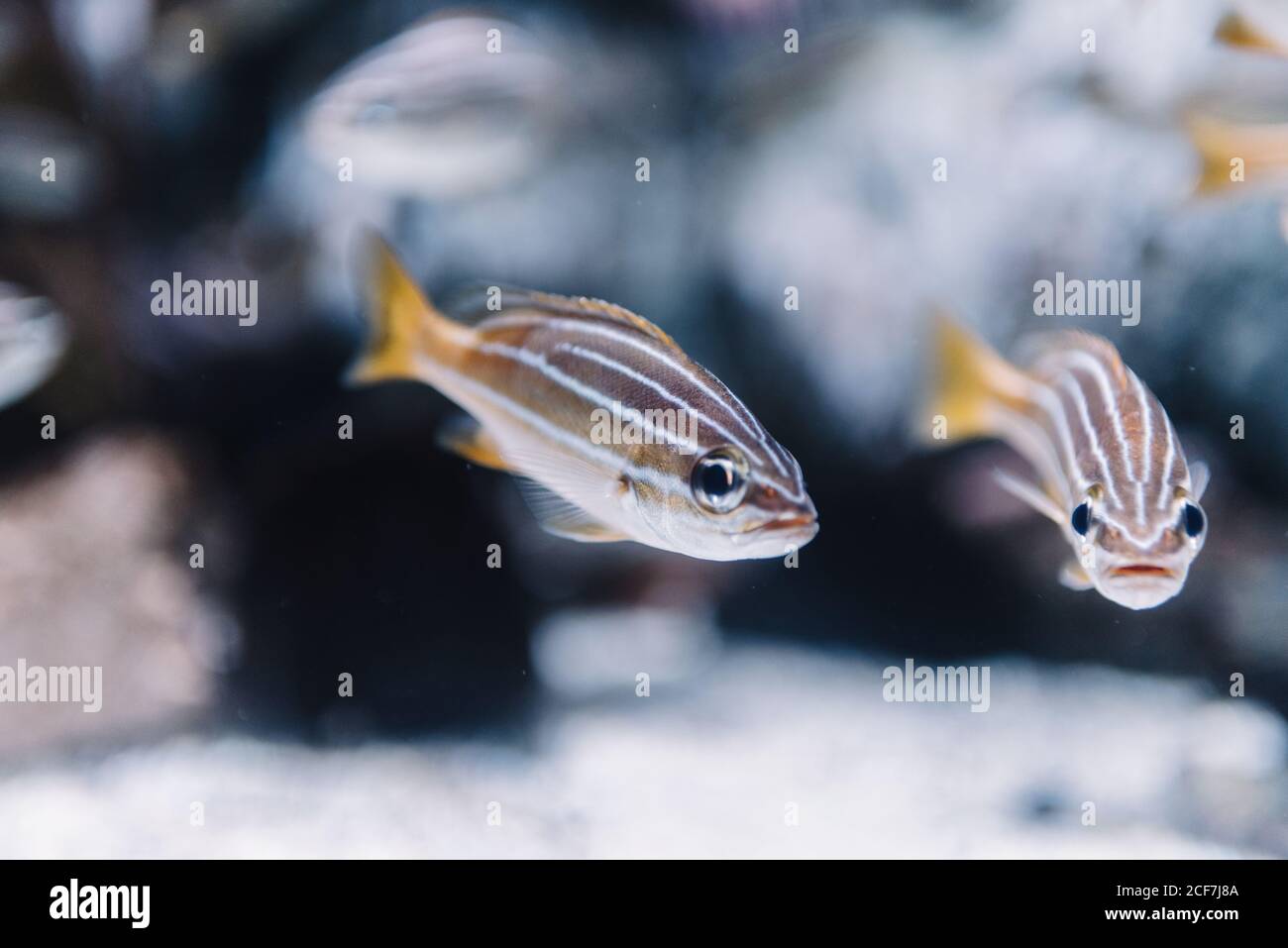Small striped fishes with orange tails under clear water on blurred ...