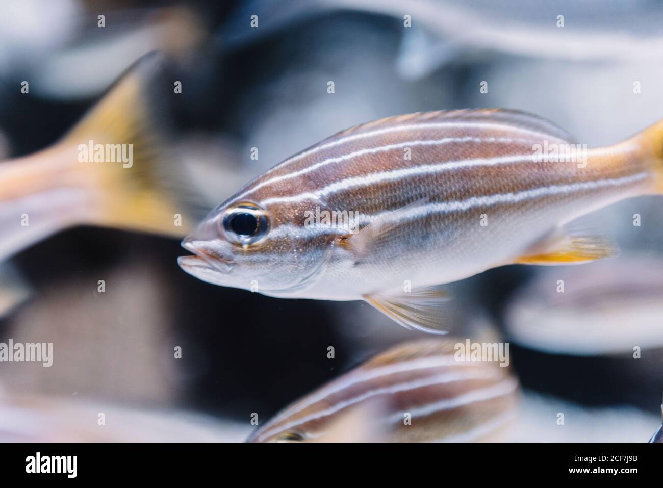 Small striped fishes with orange tails under clear water on blurred ...