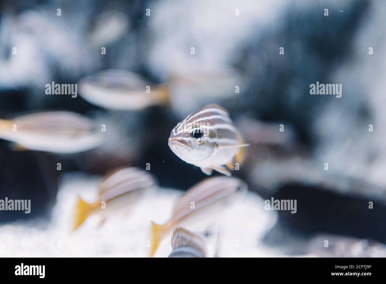 Small striped fishes with orange tails under clear water on blurred ...