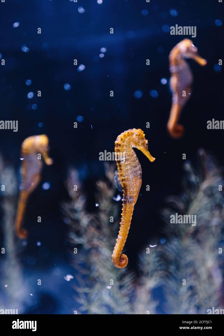 Side view of beautiful exotic orange tiny seahorse floating among blue ...