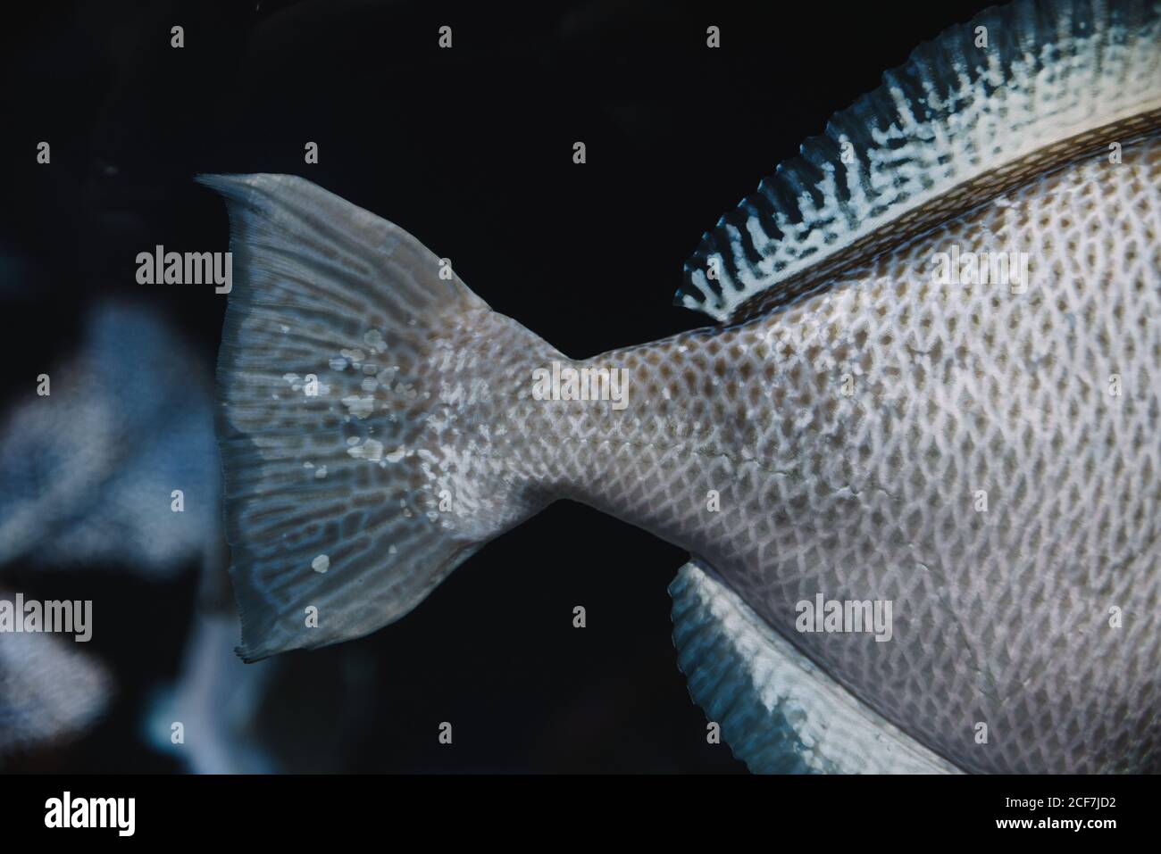 Big tail of fish with bright silver scale in blue water of aquarium on ...