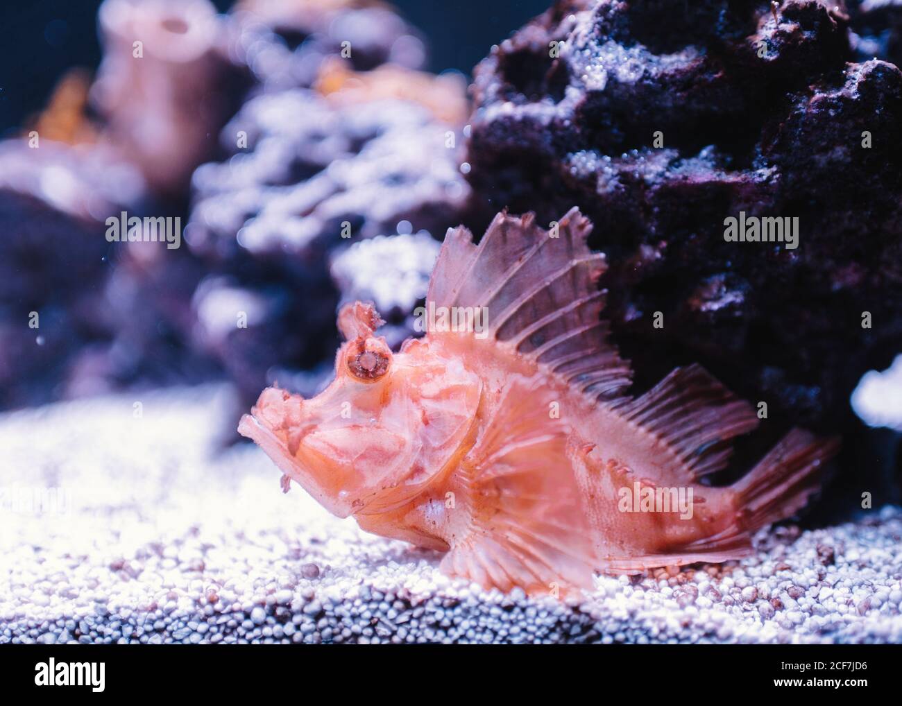 Side view of small wild red Scorpion fish on aquarium bottom near rough ...