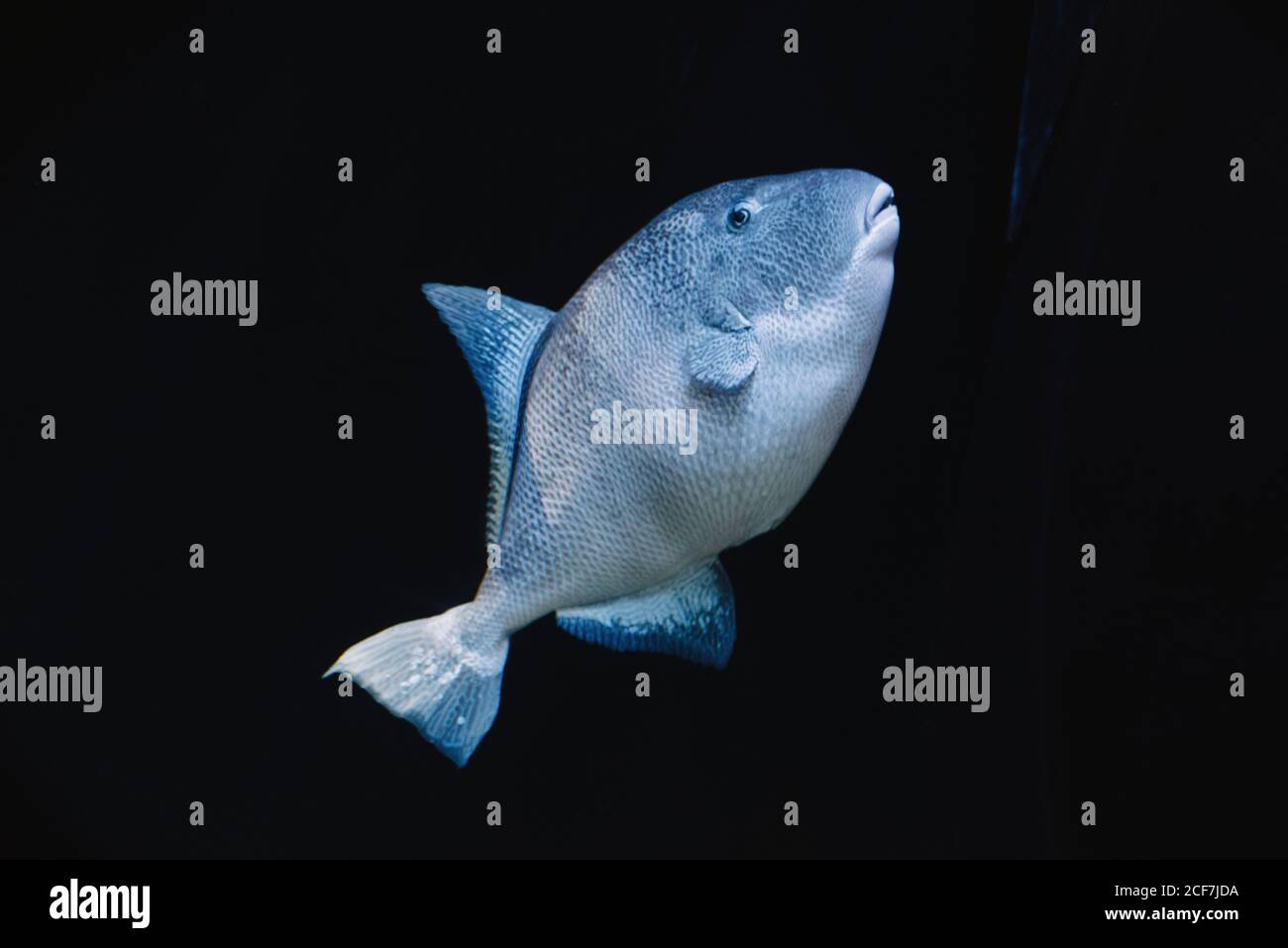 Big fish with grey scale under sea water on dark blurred background in ...