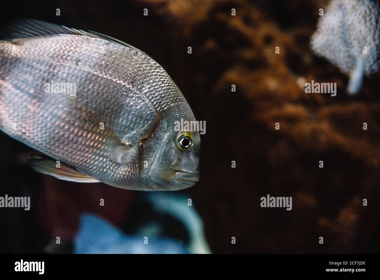 Big fish with grey scale under sea water on dark blurred background in ...