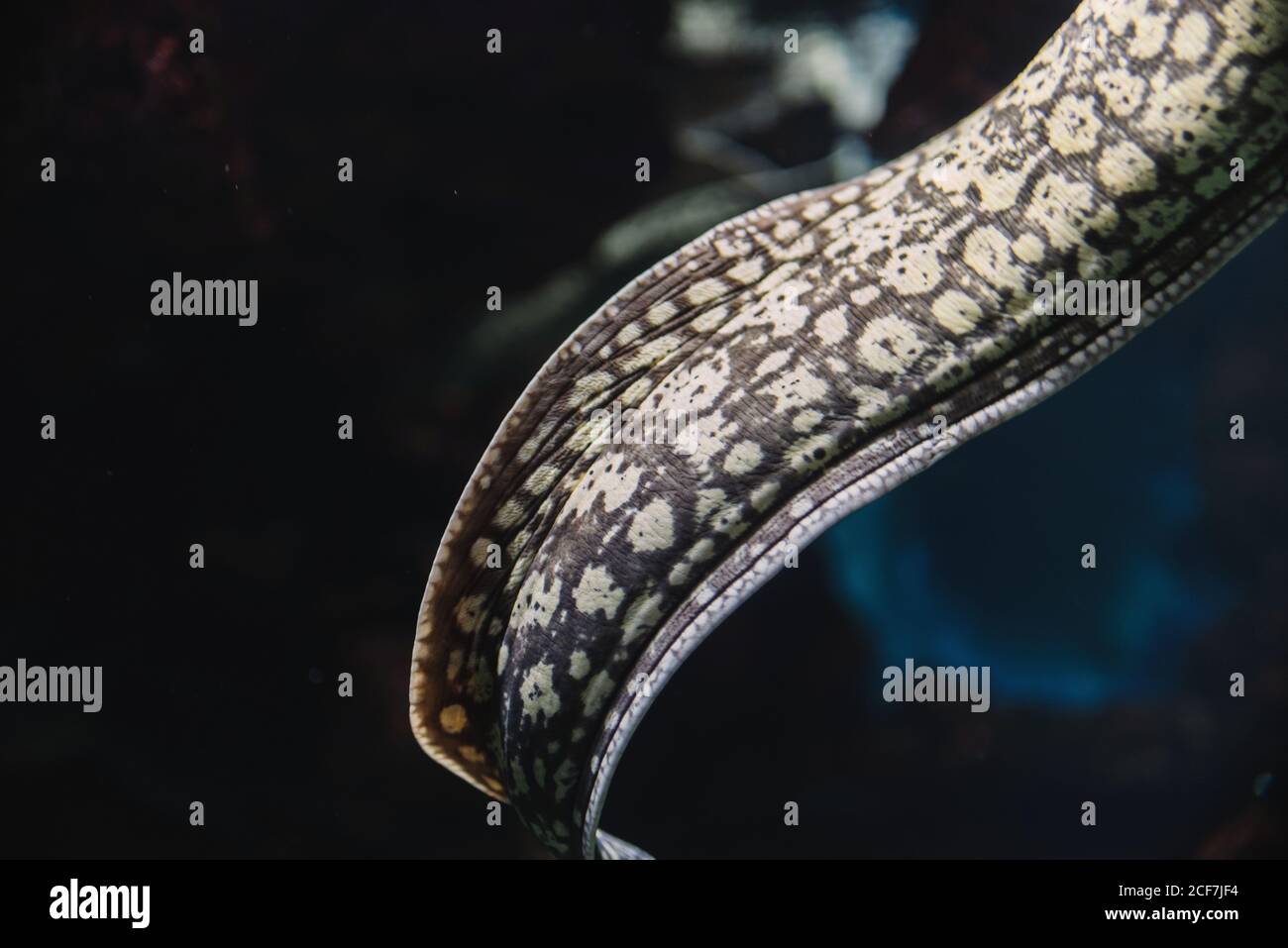 Side view of crop grey moray eel under dark sea water on blurred ...
