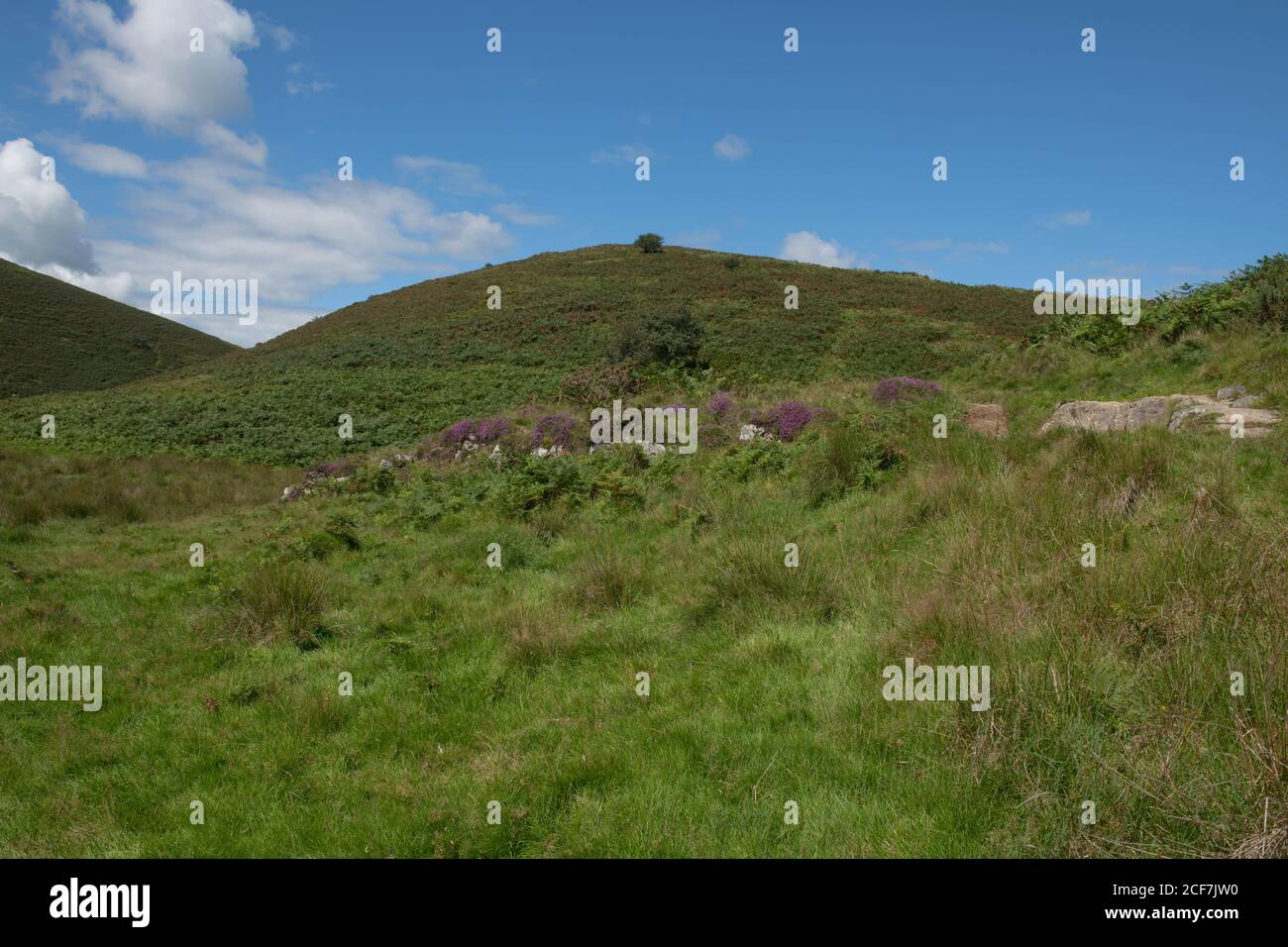 Summer moorland hi-res stock photography and images - Alamy