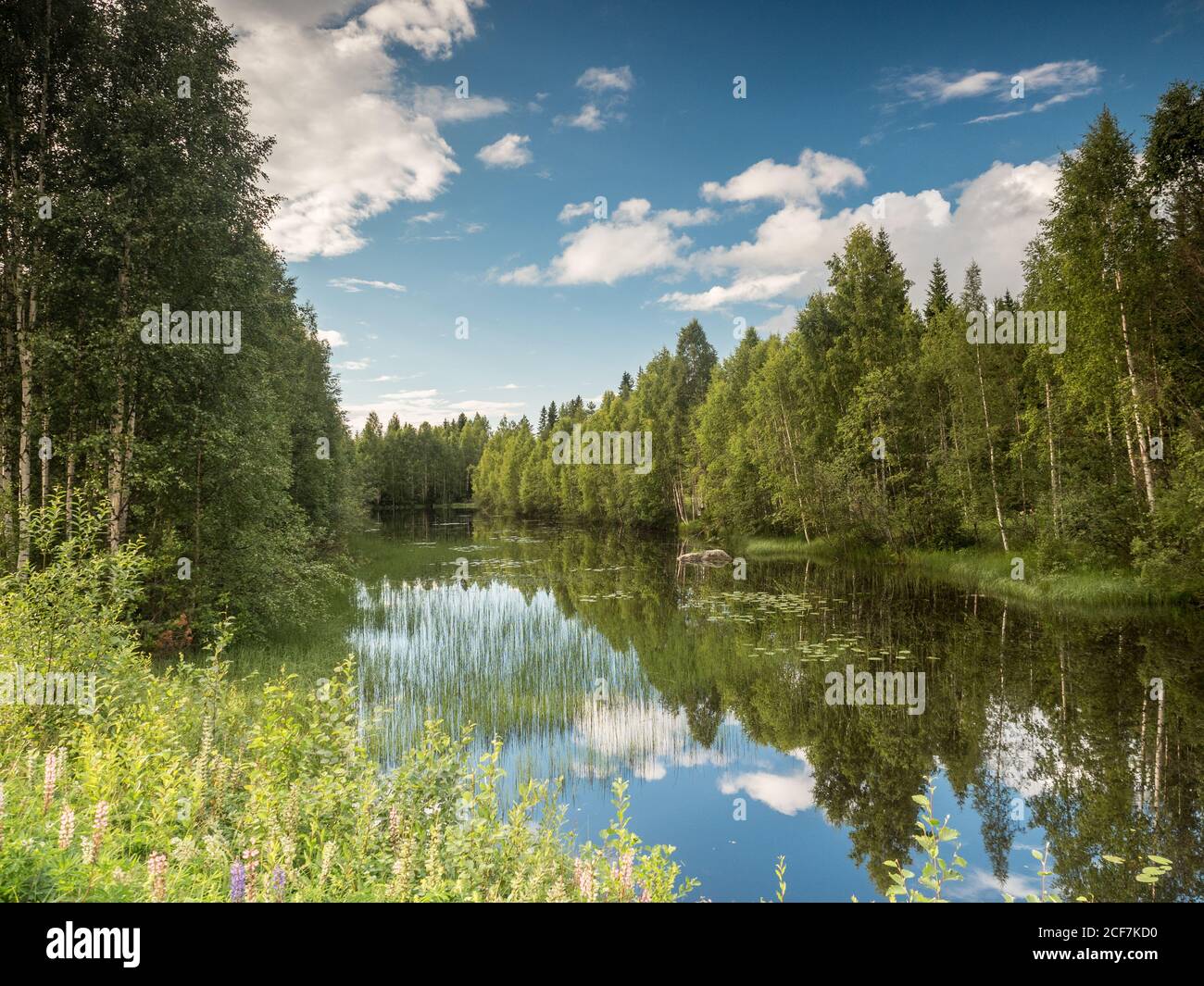 Meadow forest finland hi-res stock photography and images - Alamy