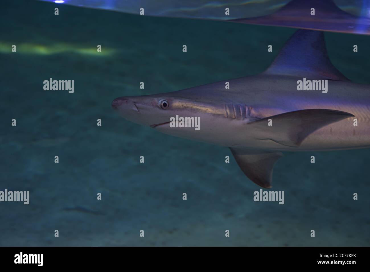 Shark in the water Stock Photo - Alamy