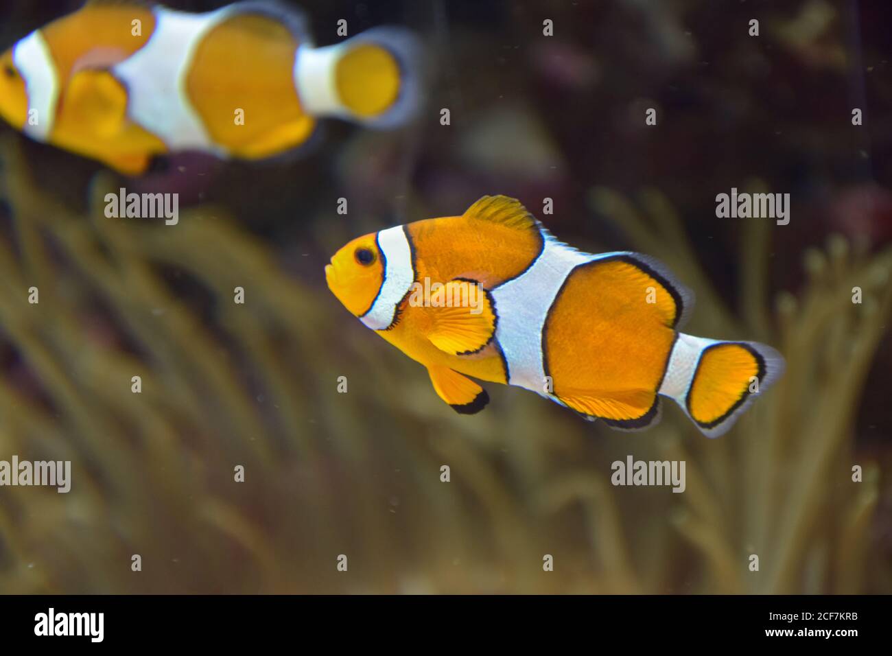 Orange fish aquarium hi-res stock photography and images - Alamy
