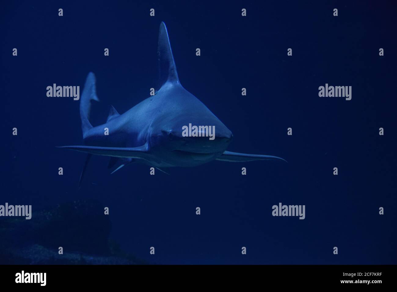 Shark in the blue water Stock Photo - Alamy