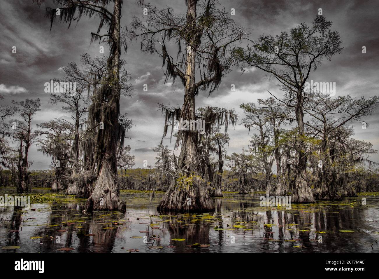 Cypresses trees and Spanish moss. Swamp land, Caddo Lake, Texas, USA ...