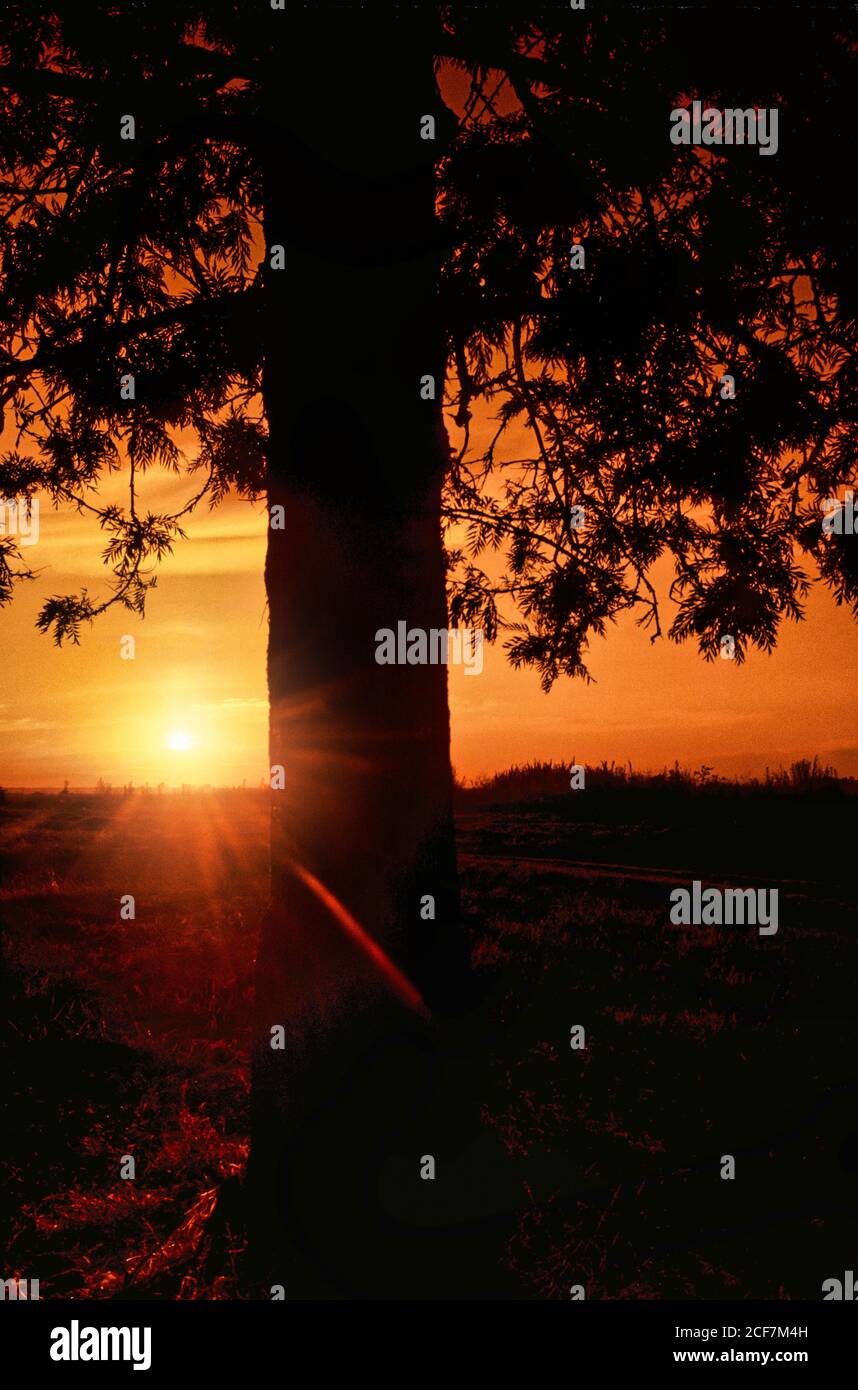 Sun setting behind a tree Stock Photo - Alamy