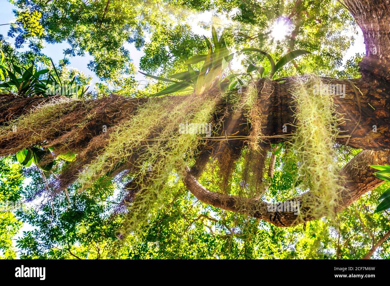 Cascading plants hi-res stock photography and images - Alamy