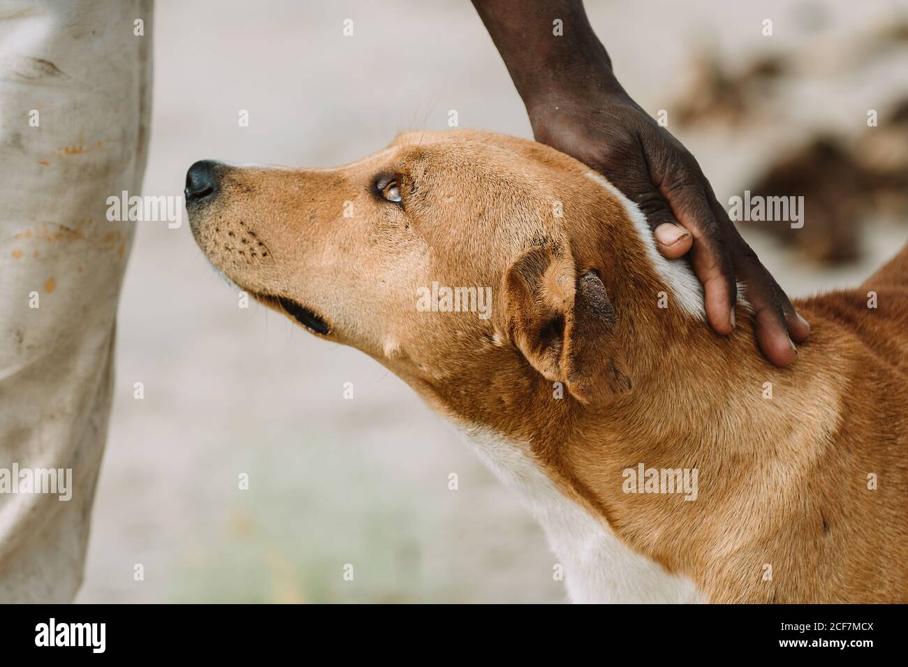 unrecognizable poor African person stroking fur of stray dog on street ...