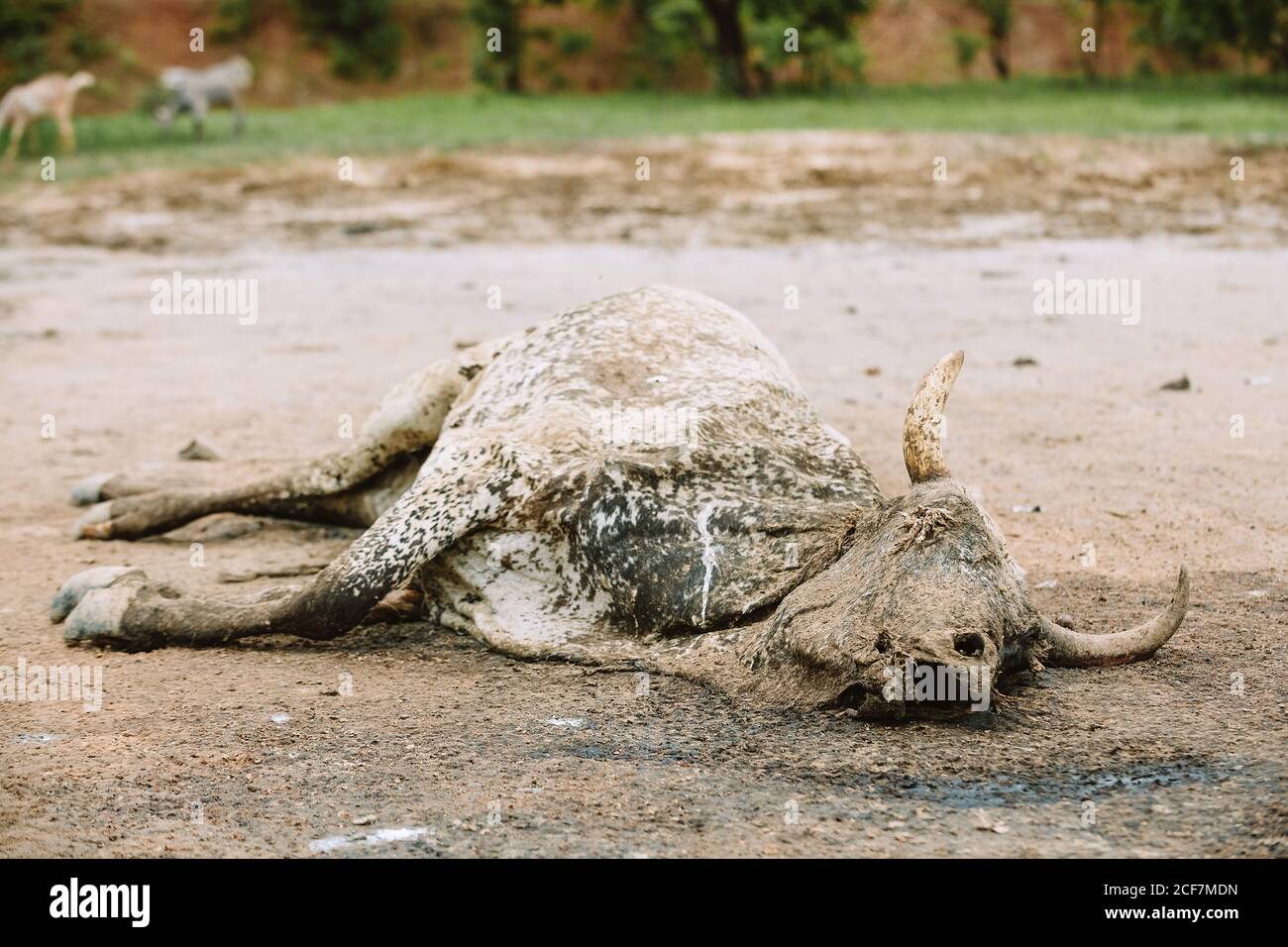 Dirty cow hi-res stock photography and images - Alamy