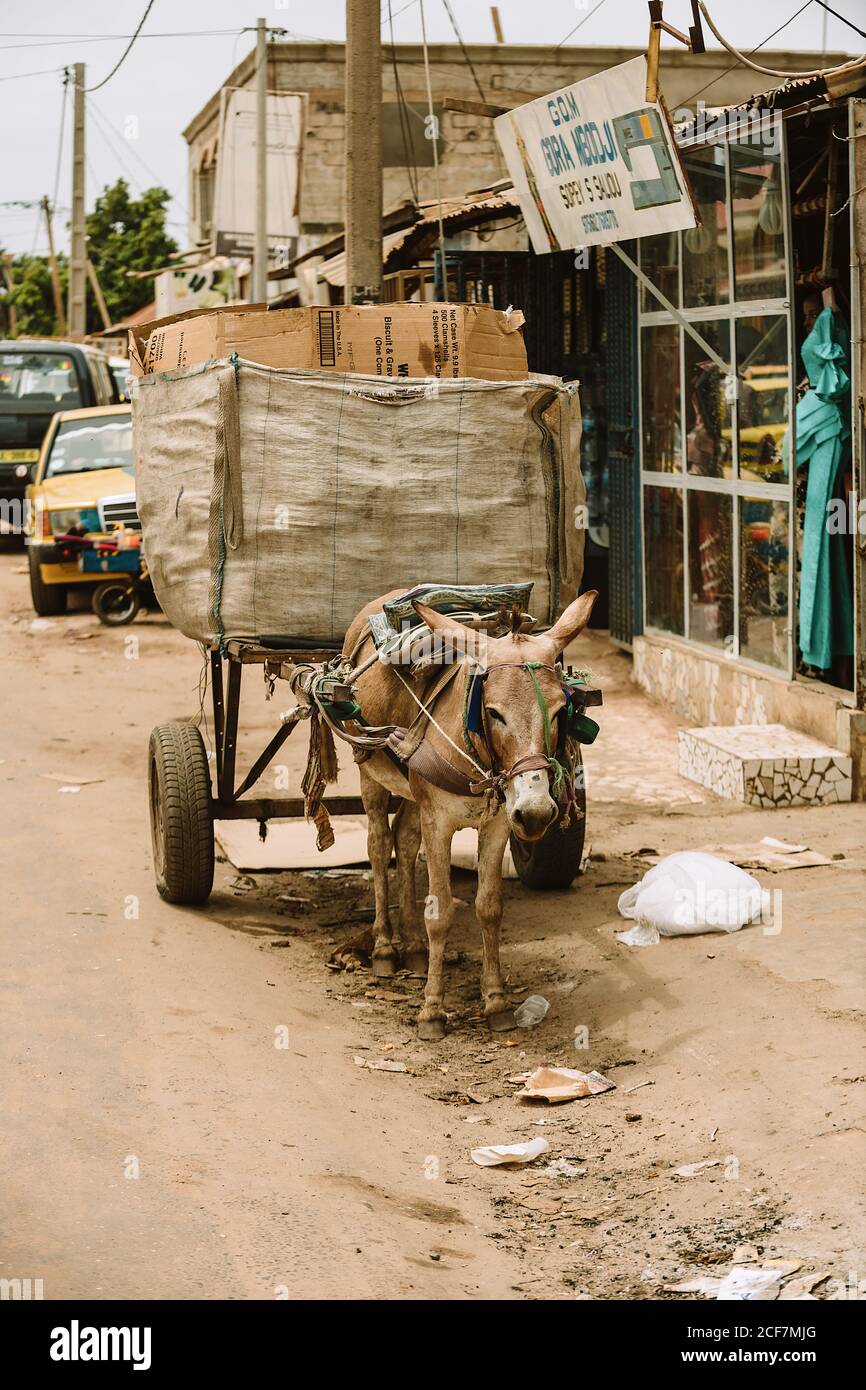 Gambia - August 6, 2019: Small brown donkey dragging large heavy bale ...