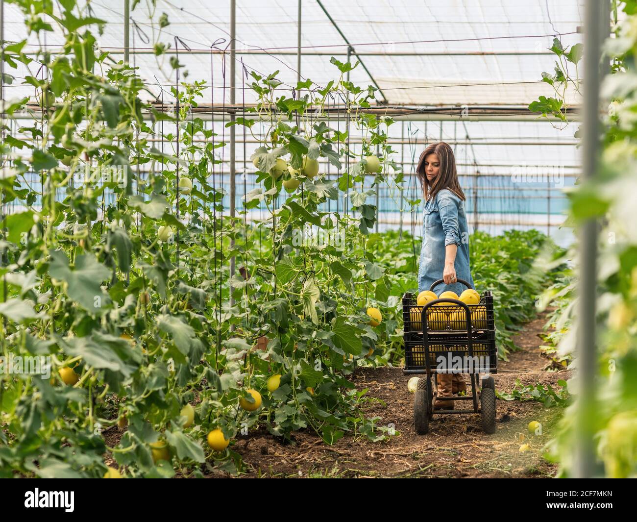 Cantaloupe woman harvest hi-res stock photography and images - Alamy