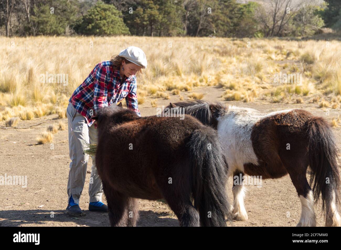 woman who works in the field with ponies Stock Photo - Alamy
