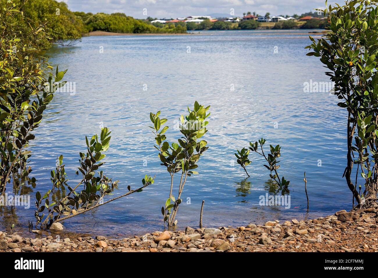 Small mangrove shrubs on the river bank - tropical coastal vegetation ...