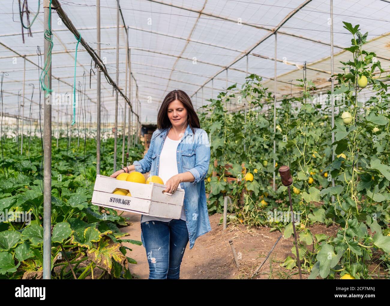 Smiling farmer carrying crate with crop in greenhouse Stock Photo - Alamy