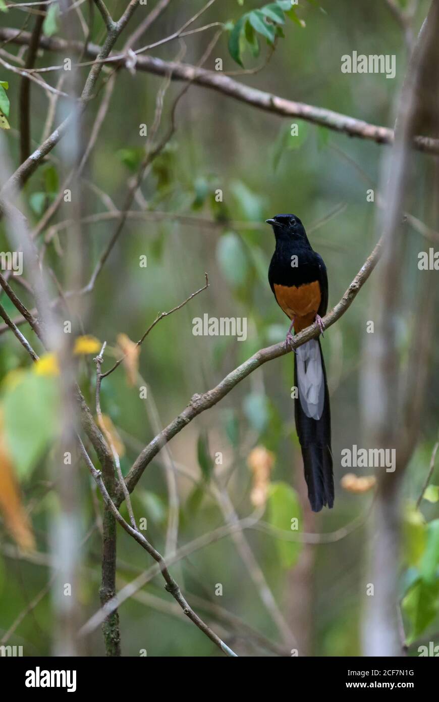 Shama bird hi-res stock photography and images - Alamy