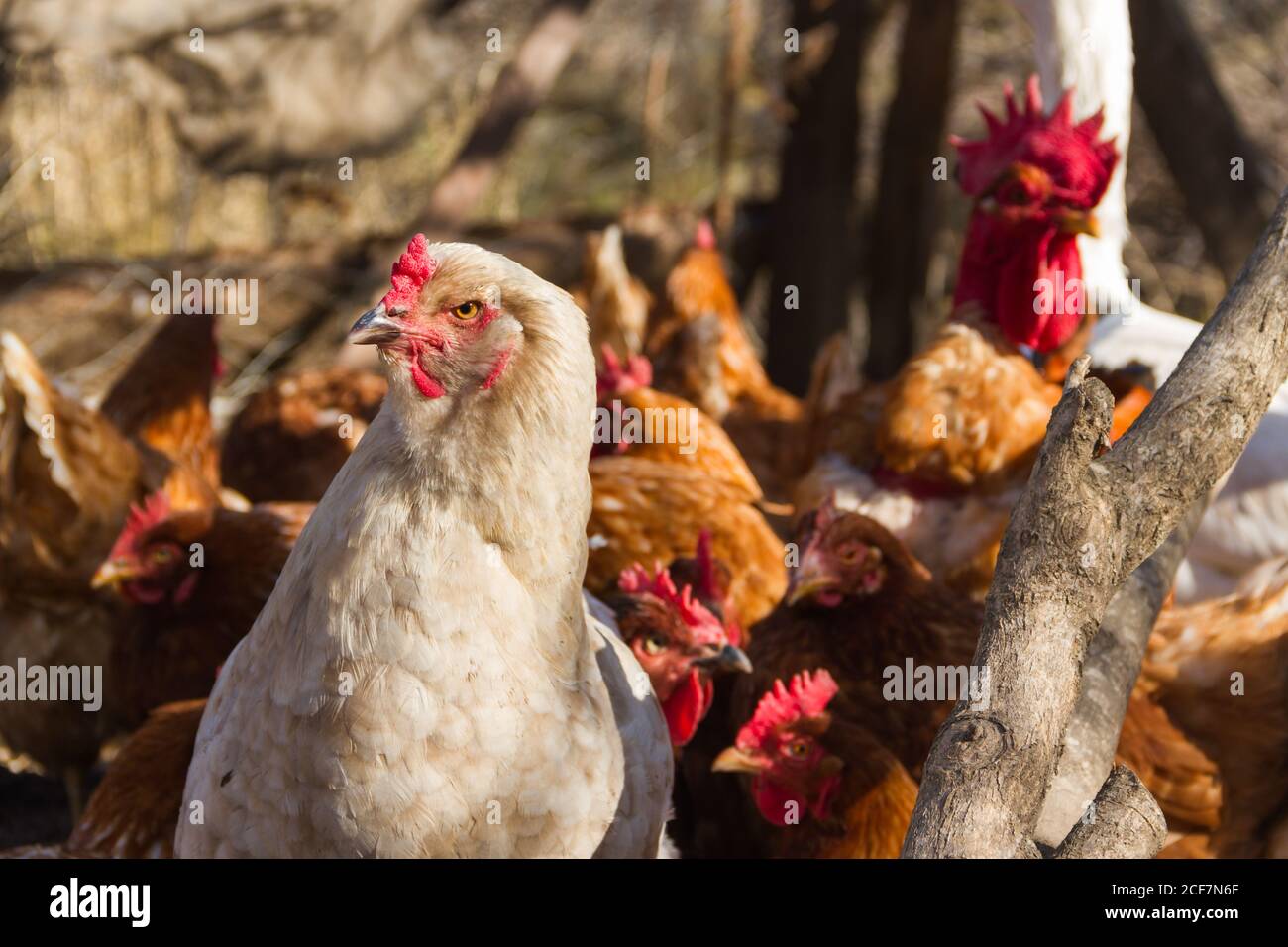 white brahma hen with feathers on the feet in the henhouse Stock Photo ...