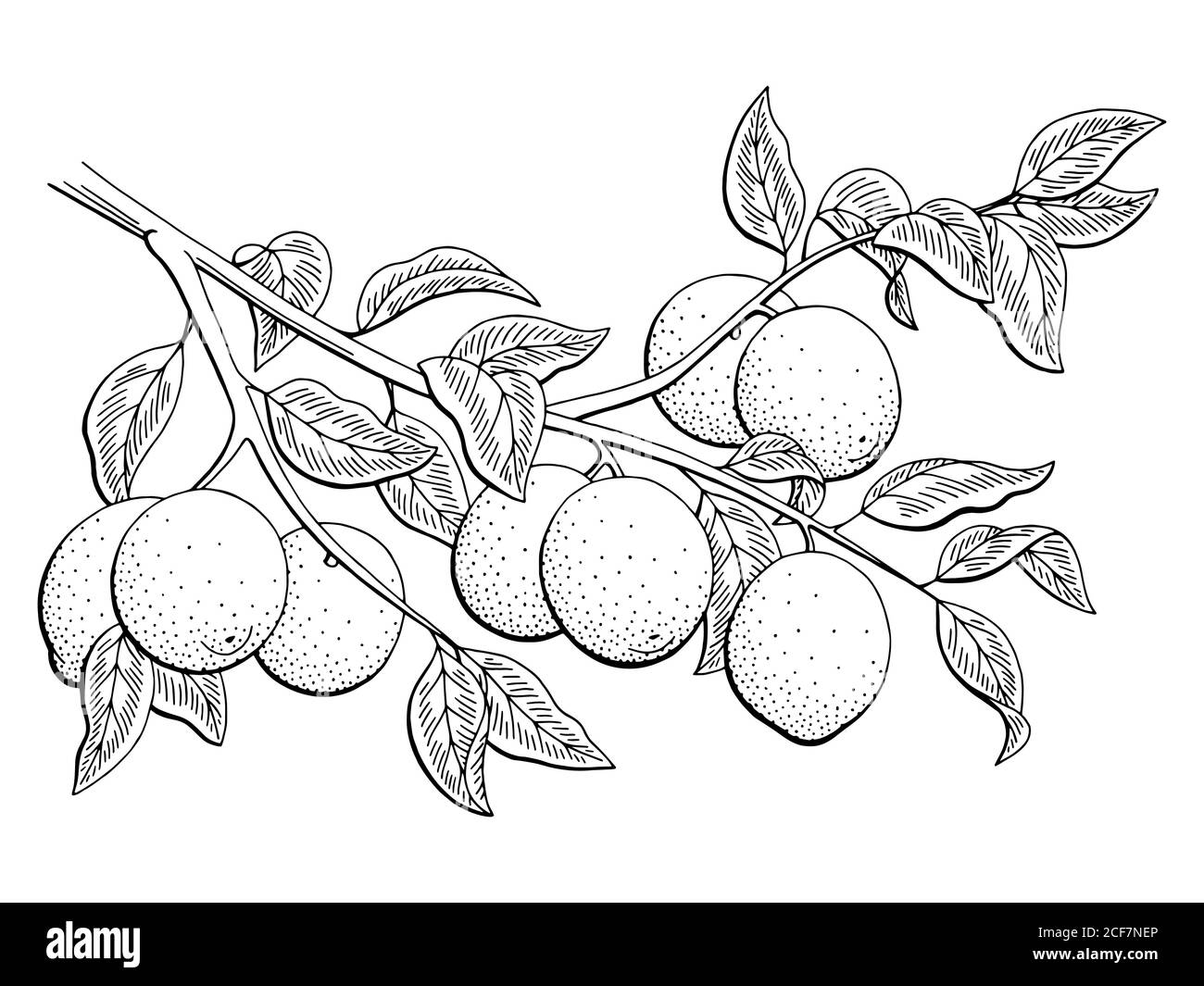 Lime fruit graphic branch black white isolated sketch illustration ...