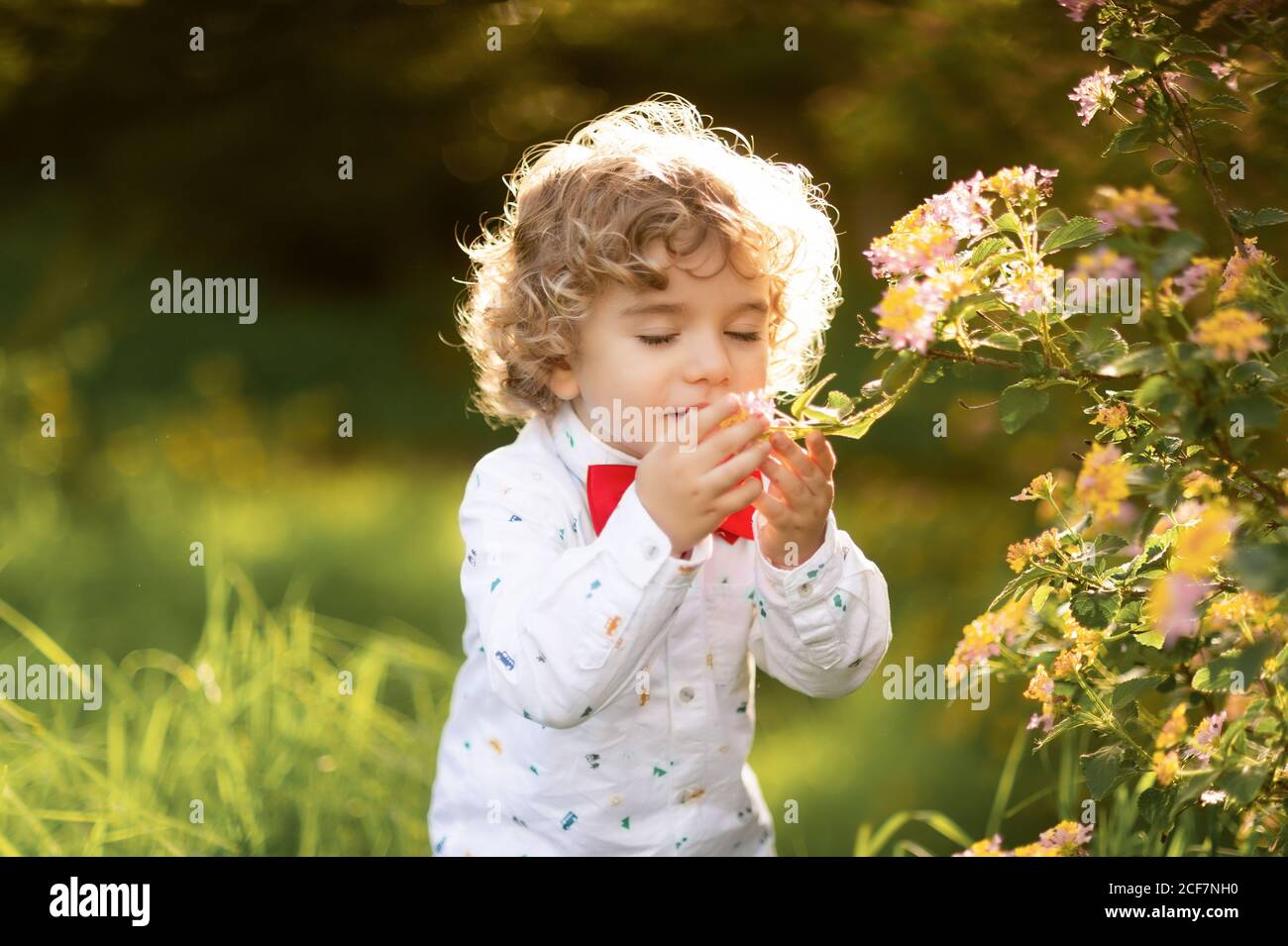 Little cute boy sniffing flower in park Stock Photo - Alamy