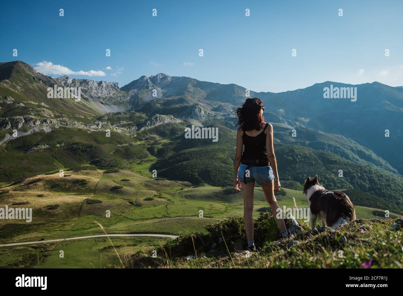 Border Collie Back High Resolution Stock Photography and Images - Alamy