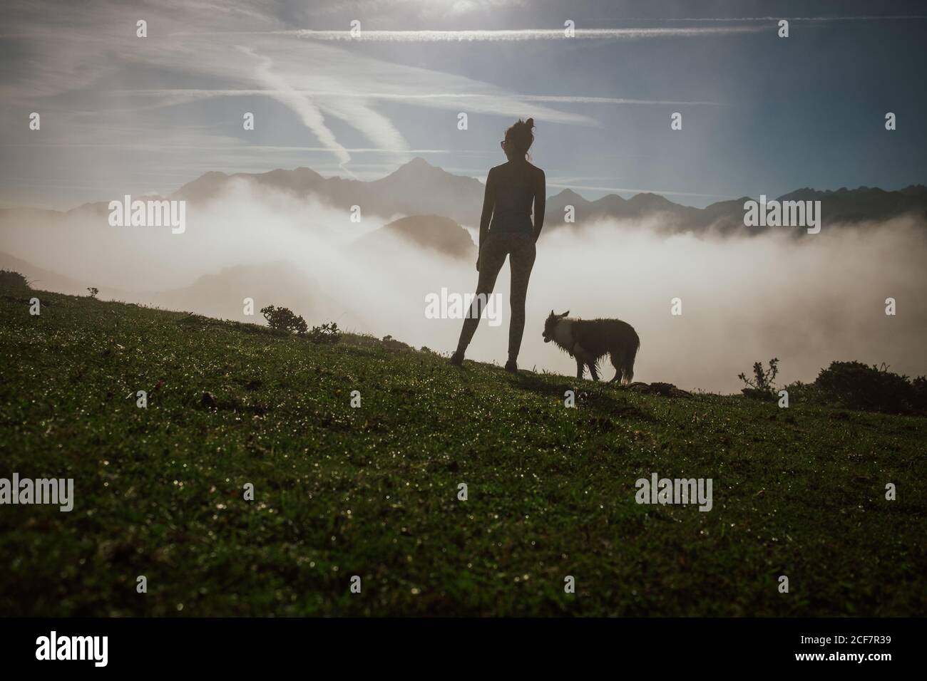 Border Collie Back High Resolution Stock Photography and Images - Alamy