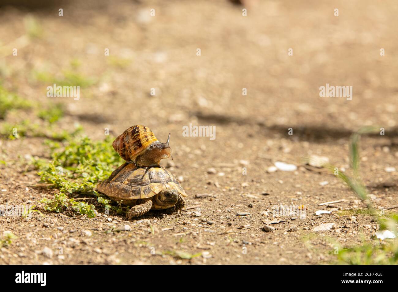 Snail turtle hi-res stock photography and images - Alamy