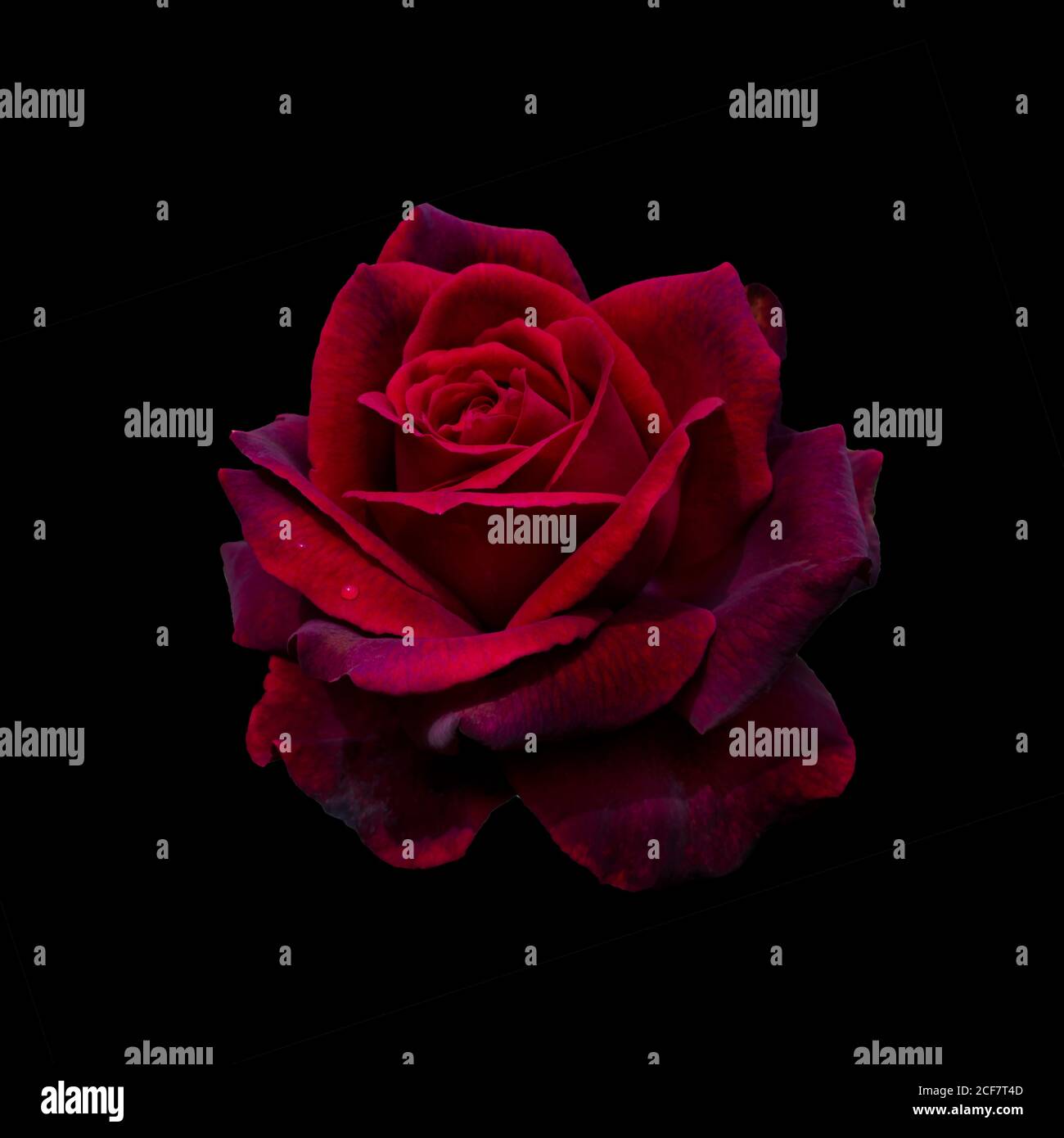 Dark red rose Stock Photo - Alamy