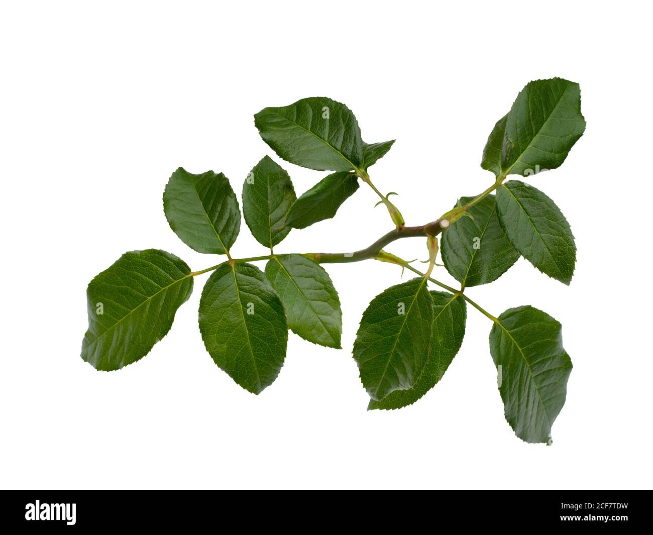 Green leaves rose plant Cut Out Stock Images & Pictures - Alamy