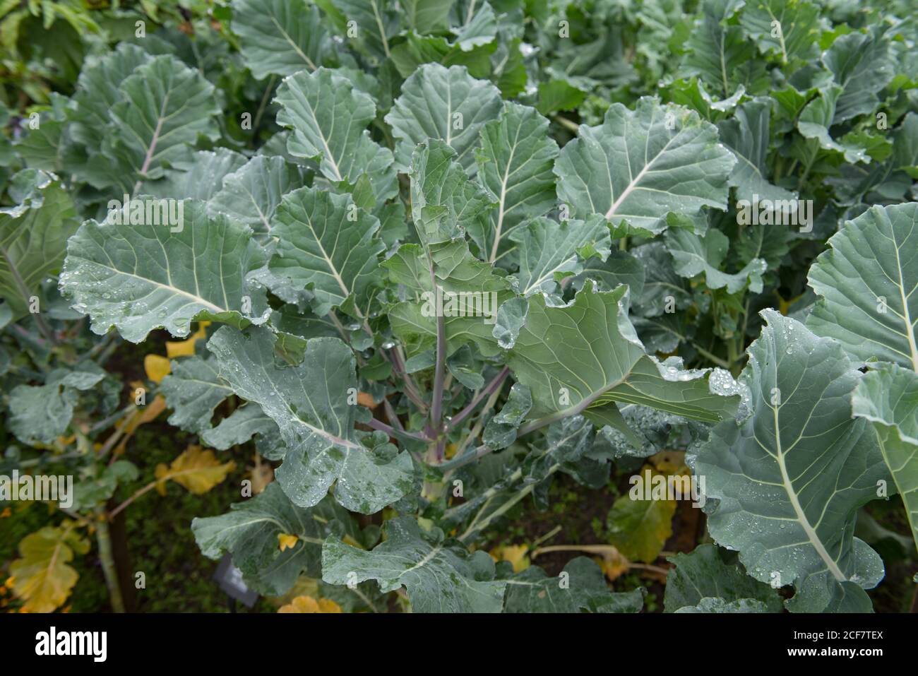 Home Grown Organic Purple Sprouting Broccoli 'Red Fire' (Brassica ...
