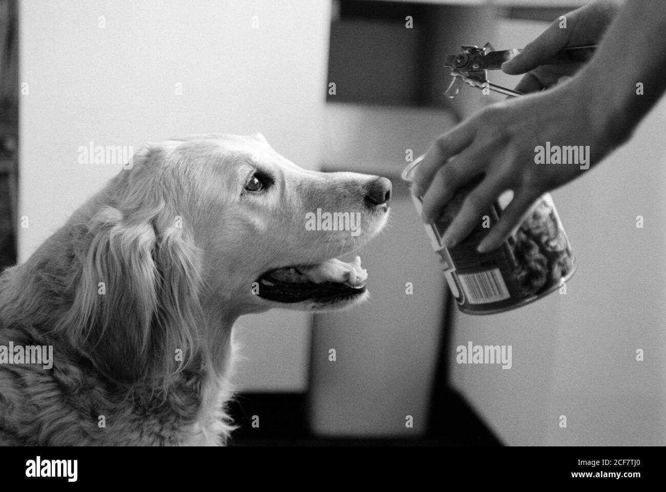 Set up photo to illustrate Pavlovian reactions with Mona - a Golden ...